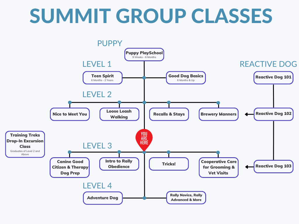 Level 3 Classes for Refining Skills | Summit Dog Training