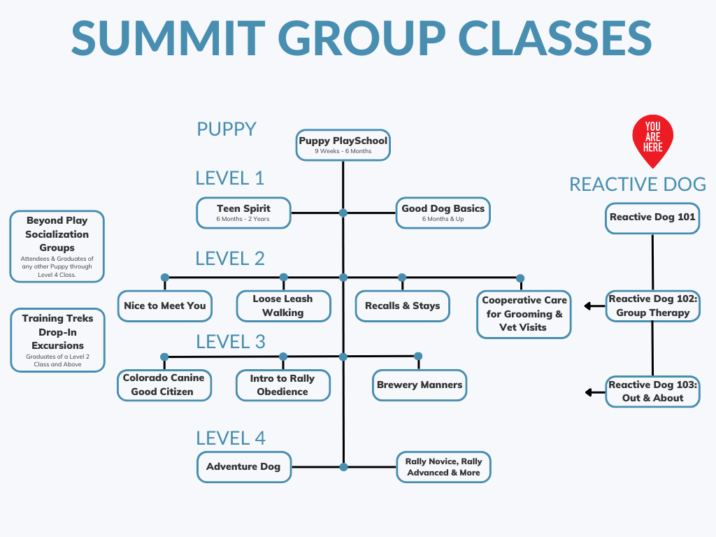Reactive Dog Classes Fort Collins, CO | Summit Dog Training