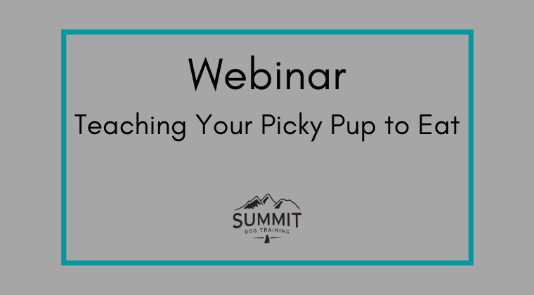 Online Classes & Webinars | Summit Dog Training
