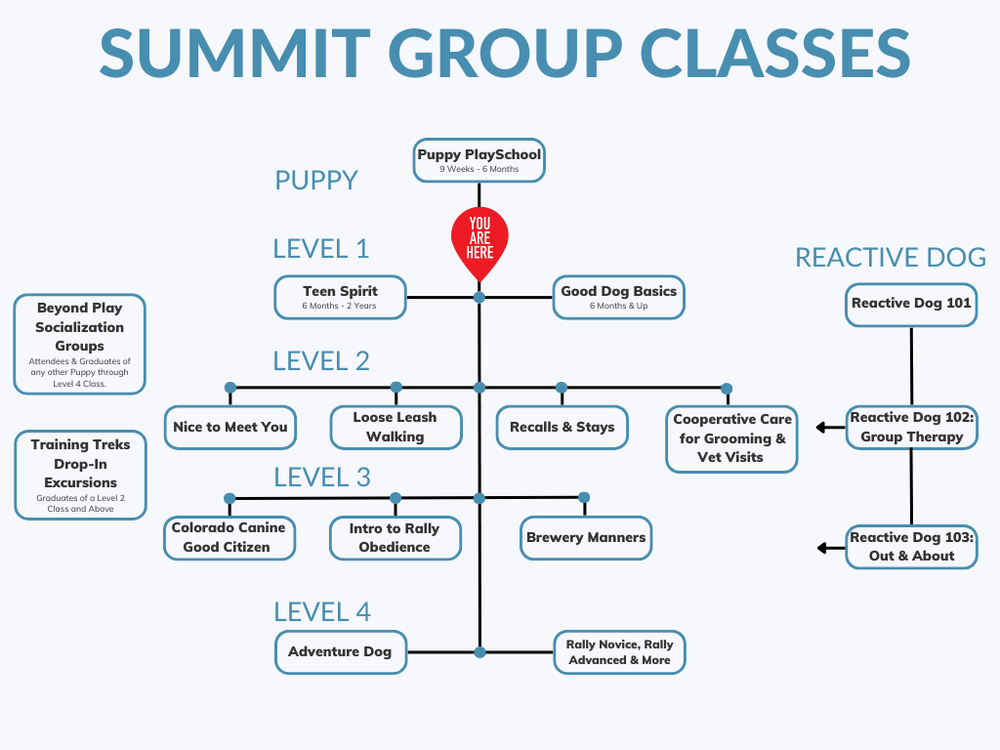 Level 1 Dog Training Classes | Summit Dog Training