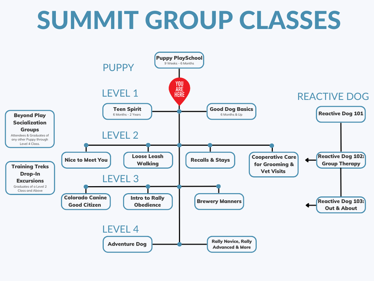 Level 1 Dog Training Classes | Summit Dog Training
