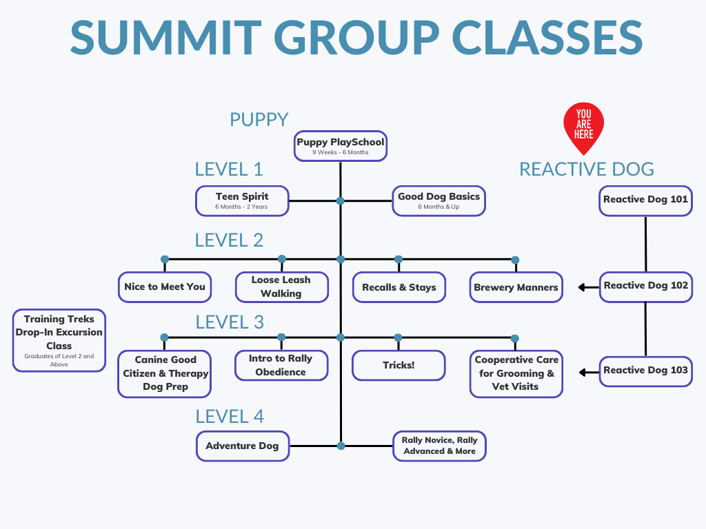 Reactive Dog Classes Fort Collins, CO | Summit Dog Training