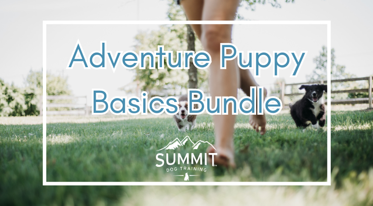 Online Classes & Webinars | Summit Dog Training