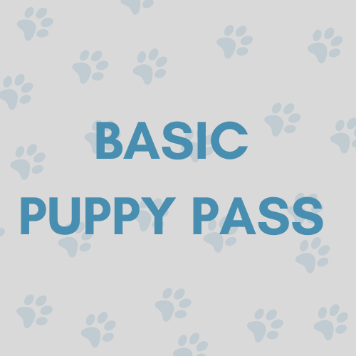 Puppy Socialization Classes | Summit Dog Training