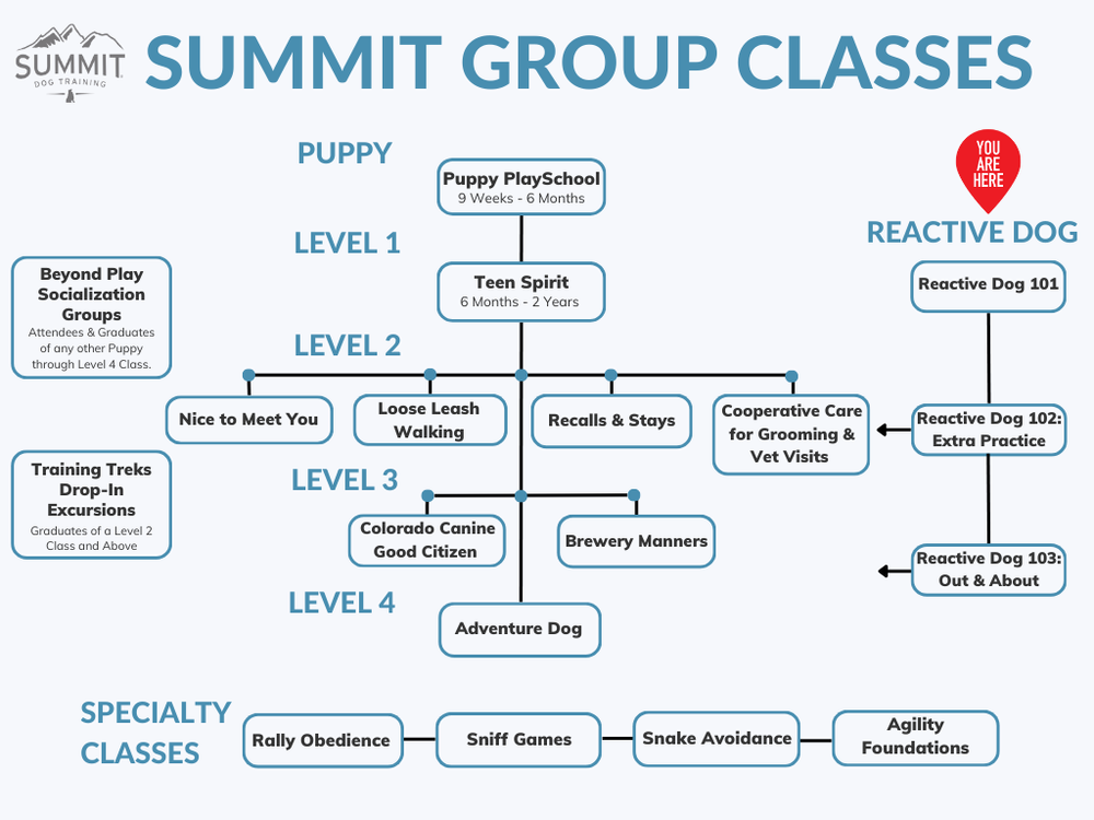 Reactive Dog Classes Fort Collins, CO | Summit Dog Training