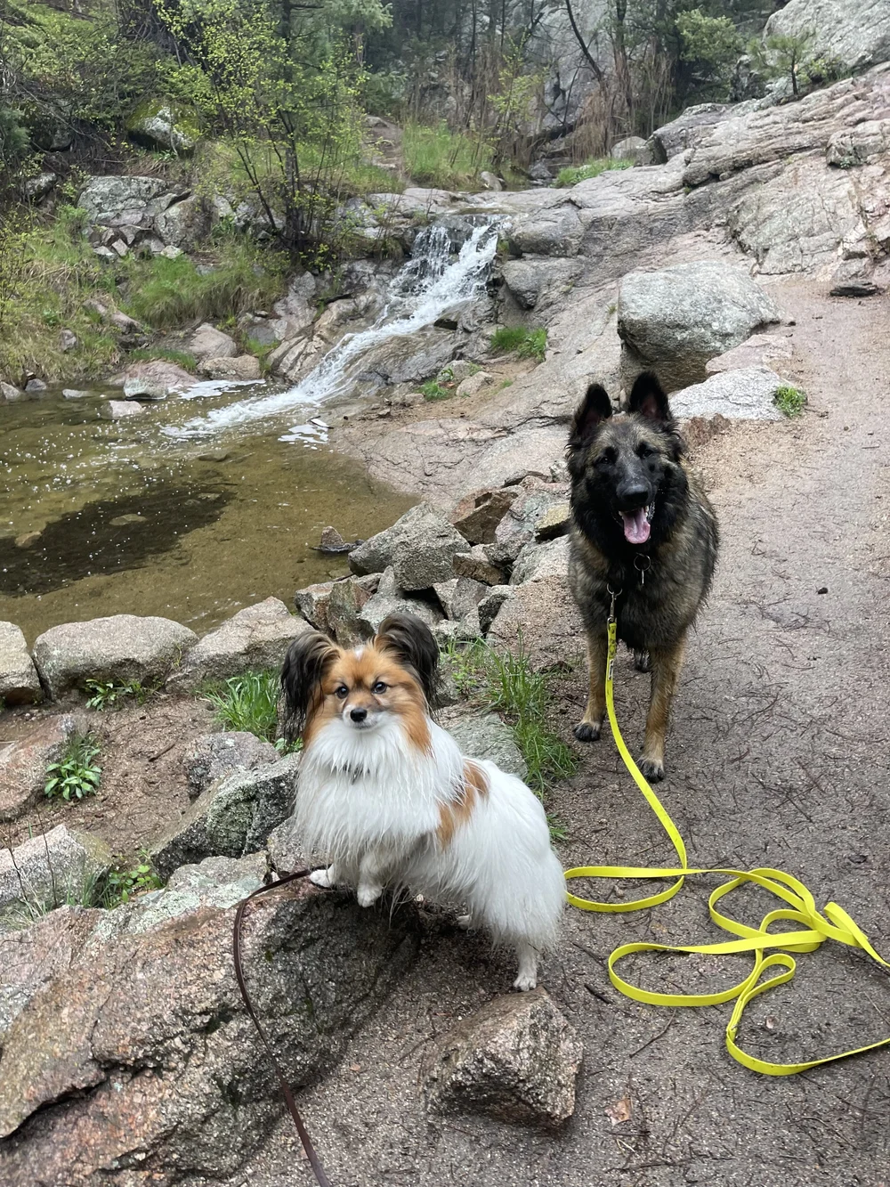 Advanced Dog Classes Levels 2-4 | Summit Dog Training