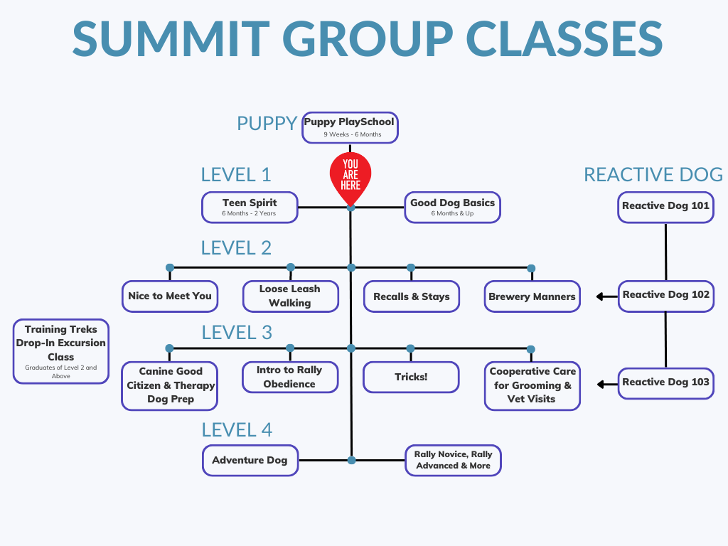 Level 1 Dog Training Classes | Summit Dog Training