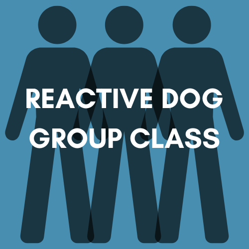 Reactive Dog Training Fort Collins | Summit Dog Training