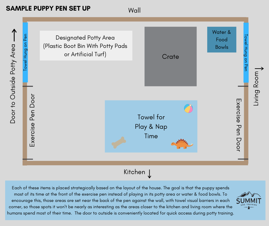 Puppy Training Basics