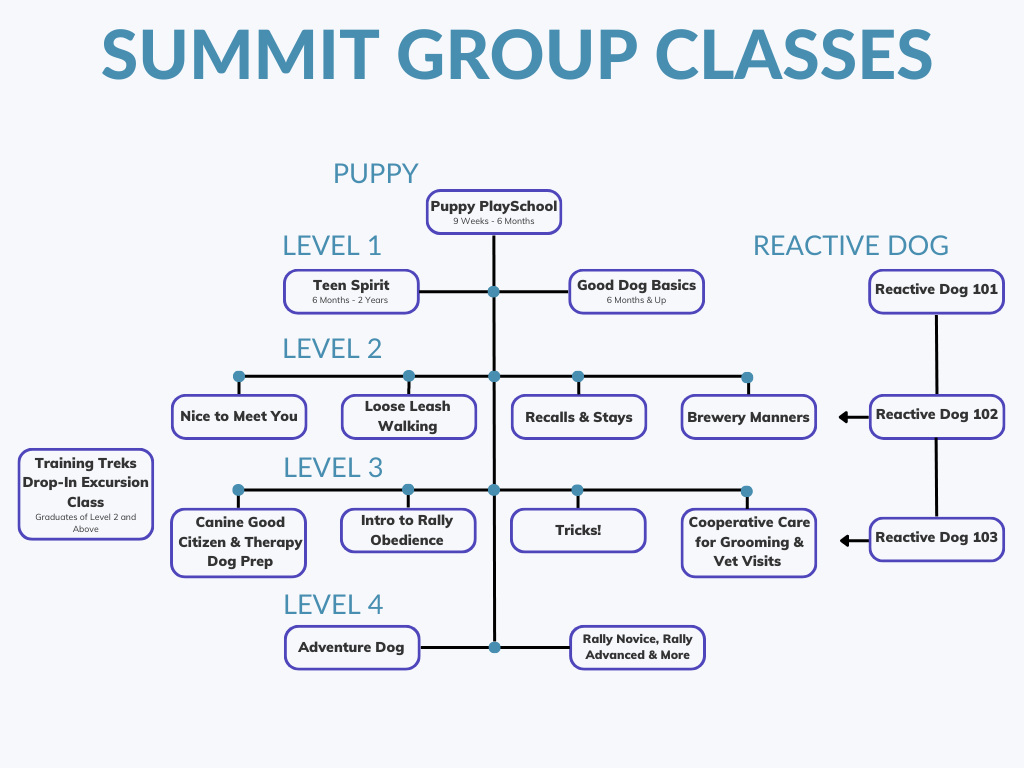 Group Dog Training Classes Fort Collins, CO | Summit Dog Training