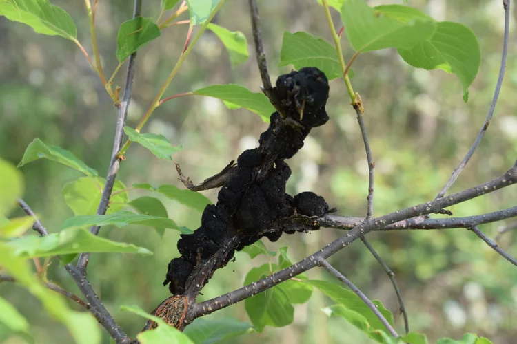 Science Spotlight: Black Knot — Edmonton & Area Land Trust