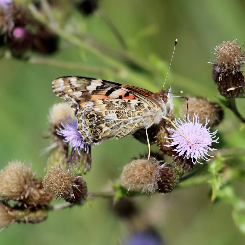 Happy National Moth Week! — Edmonton & Area Land Trust