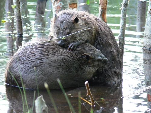 Science Spotlight: Beavers & Stewardship — Edmonton & Area Land Trust
