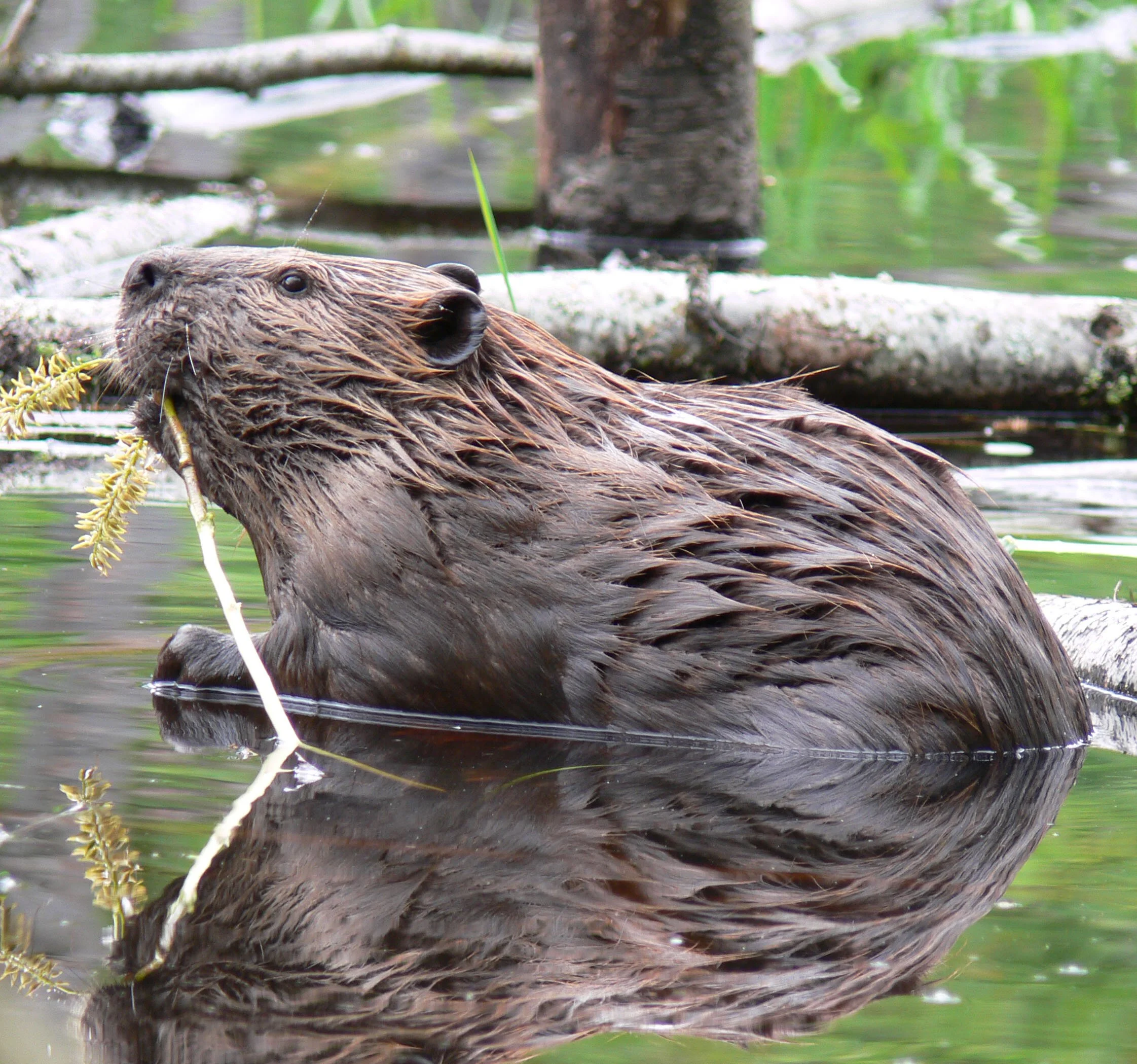 Trees & Trails at the Smith Blackburn Homestead — Edmonton & Area Land ...