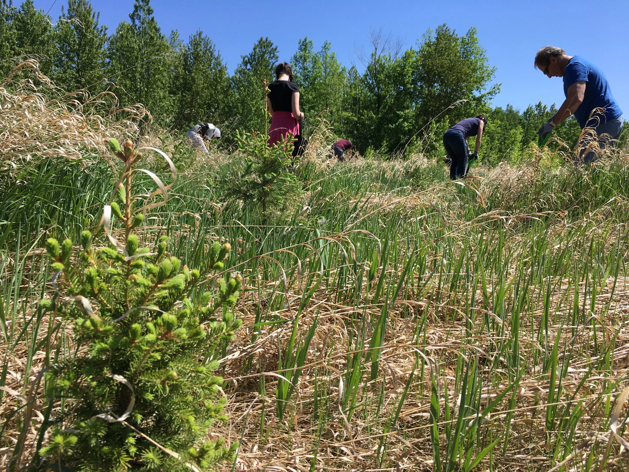 Tree Planting by the North Saskatchewan River — Edmonton & Area Land Trust