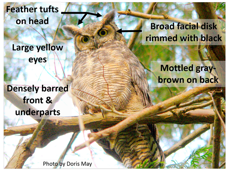 Great Horned Owl — Edmonton & Area Land Trust