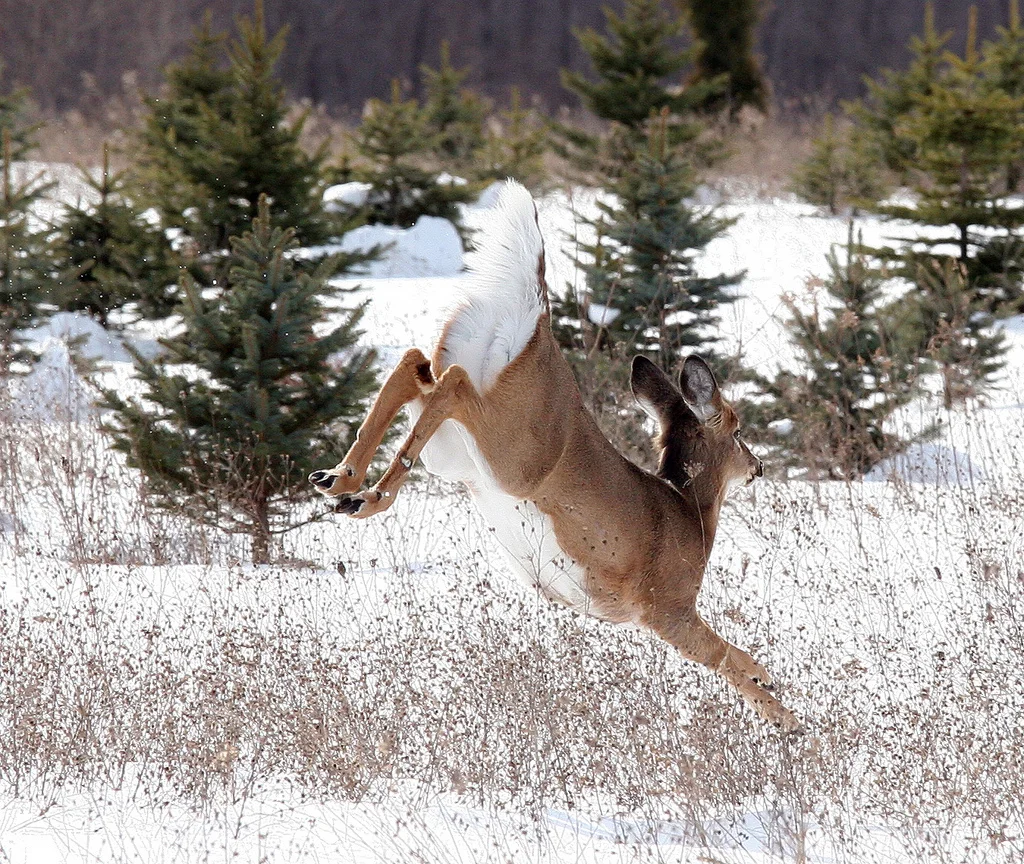 White-tailed Deer — Edmonton & Area Land Trust