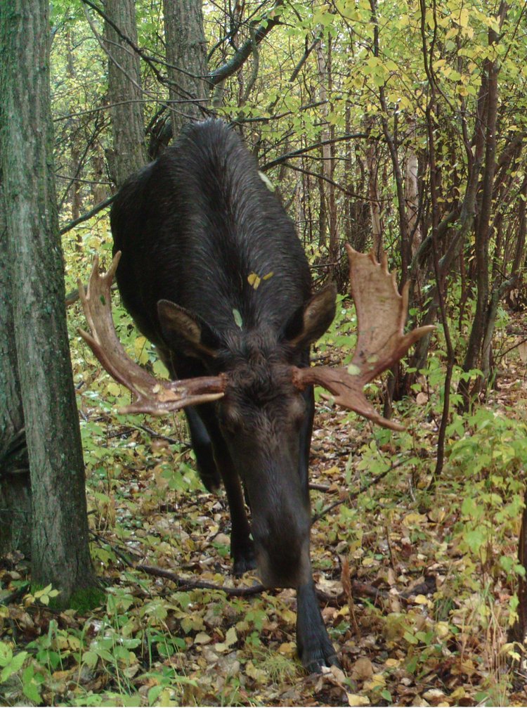 Moose — Edmonton & Area Land Trust