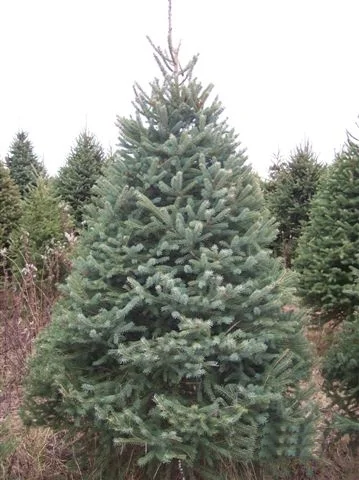 Fun Facts: Terrific Trees — Edmonton & Area Land Trust