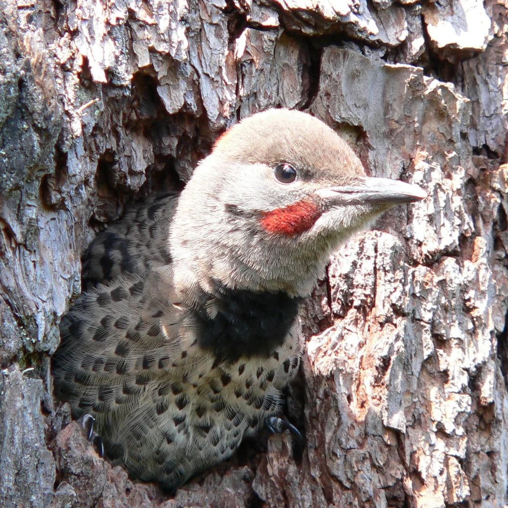Nest Boxes — Edmonton & Area Land Trust