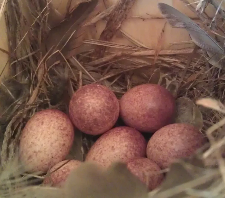 Bird Nest Making — Edmonton & Area Land Trust
