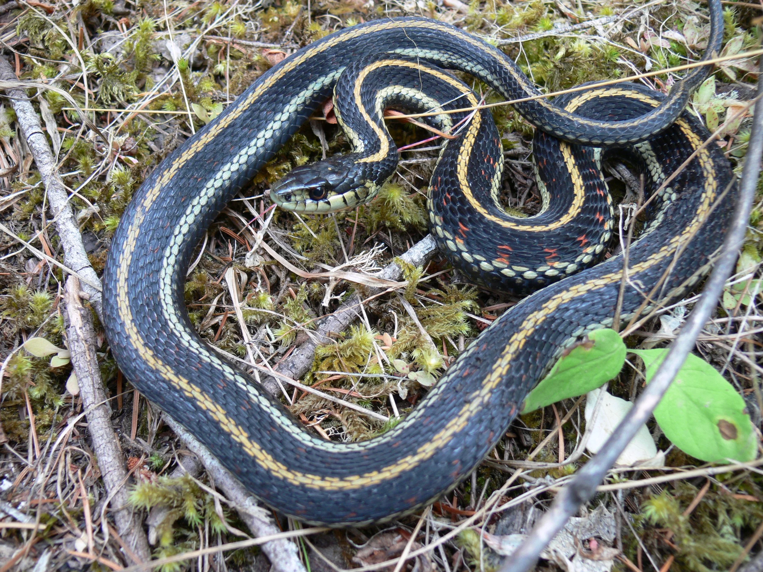 Red Sided Garter Snake