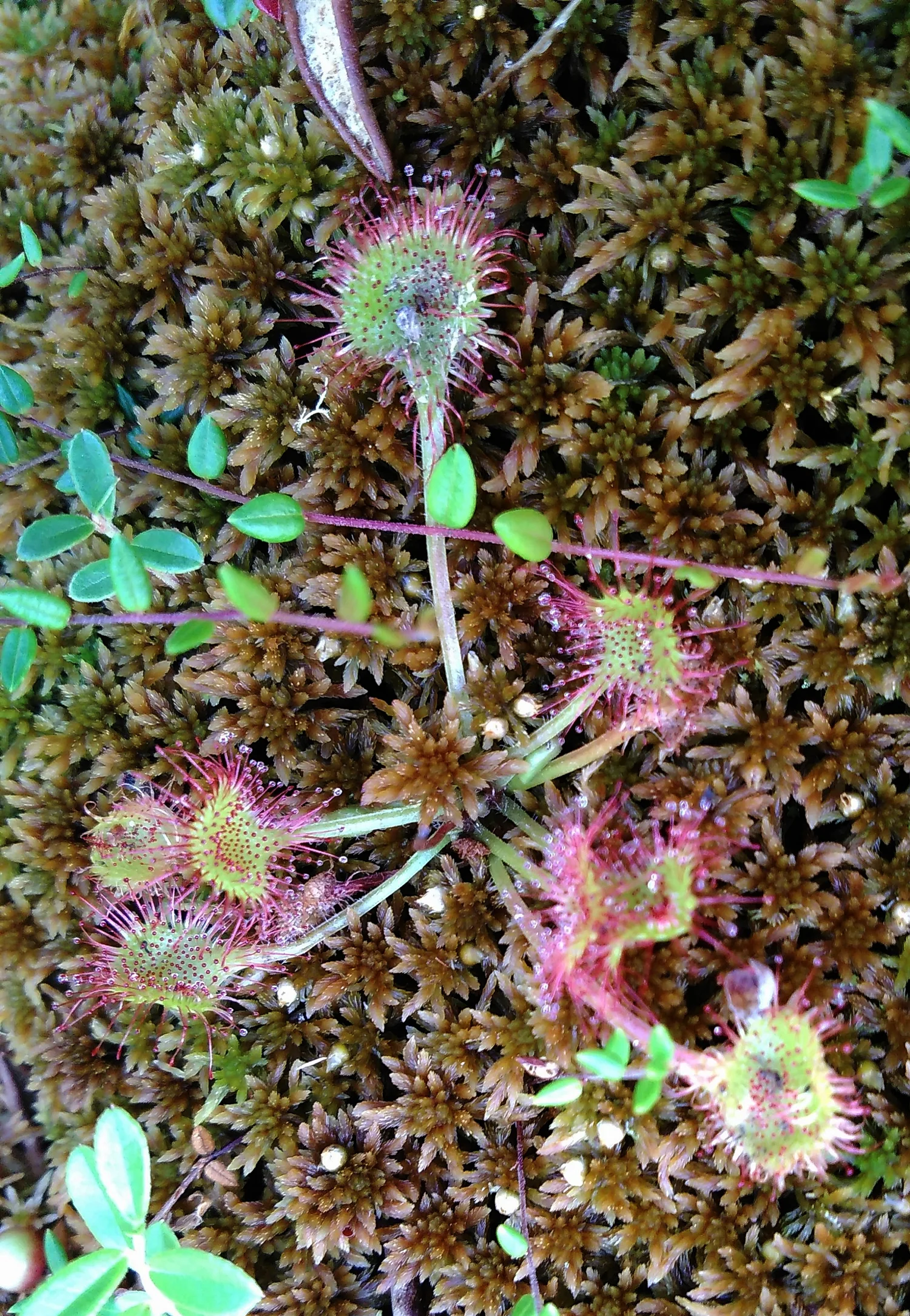Fun Facts: Tiny Plants — Edmonton & Area Land Trust