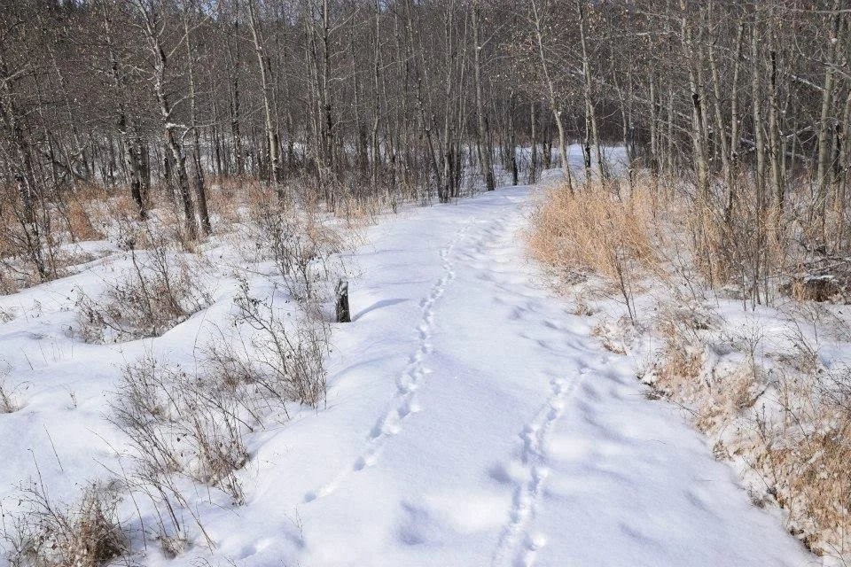 Fun Facts: Subnivean Layer — Edmonton & Area Land Trust
