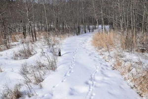 Fun Facts: Subnivean Layer — Edmonton & Area Land Trust