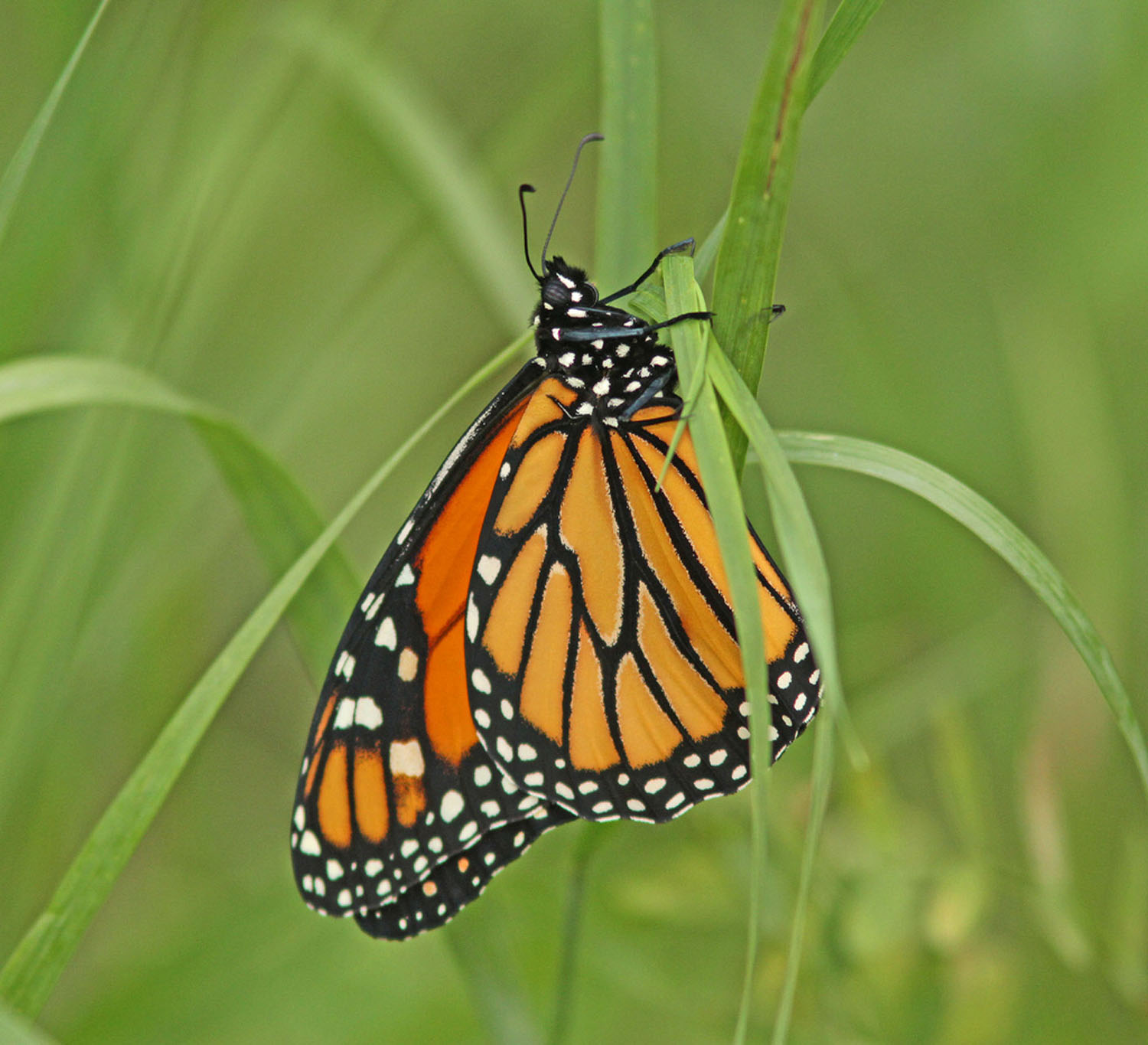 Fun Facts: Different Dormancy Details — Edmonton & Area Land Trust