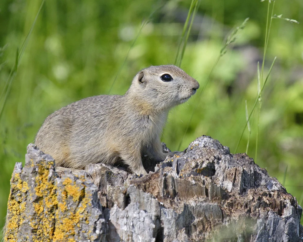 Fun Facts: Different Dormancy Details — Edmonton & Area Land Trust