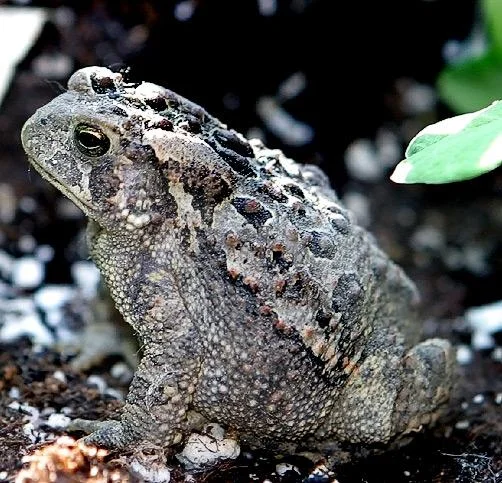 Fun Facts: Toad or Frog? — Edmonton & Area Land Trust