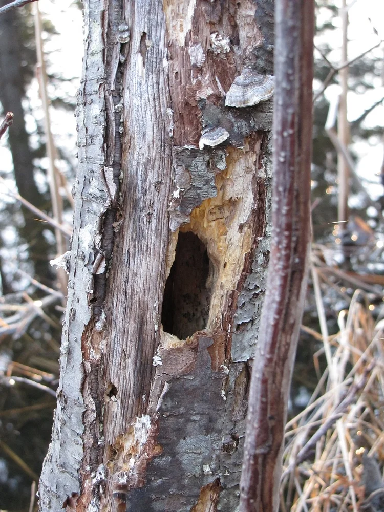 Fun Facts: Primary and Secondary Cavity Nesters — Edmonton & Area Land ...