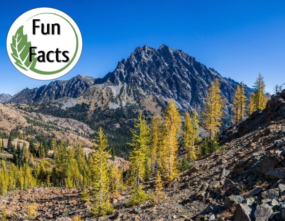 Fun Facts: Deciduous Conifers? — Edmonton & Area Land Trust