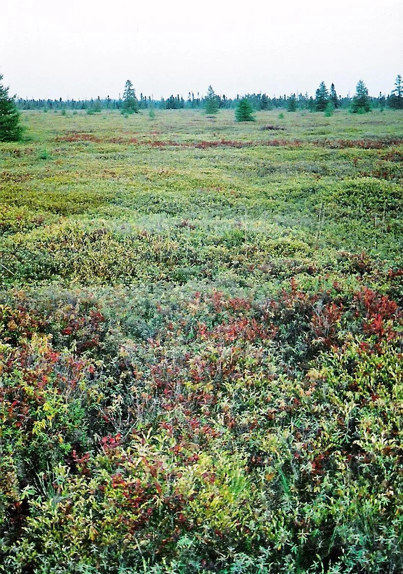 Fun Facts: Wonderful Wetlands — Edmonton & Area Land Trust