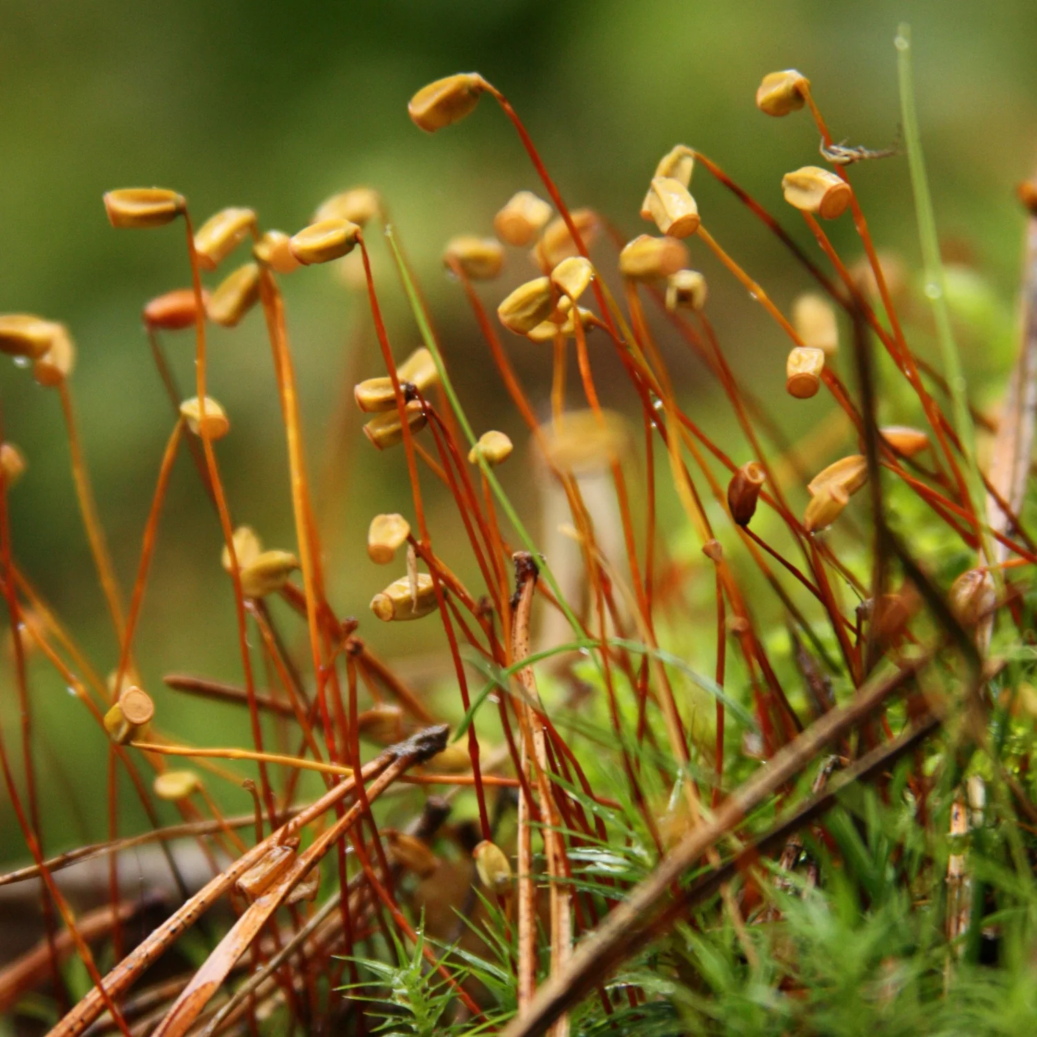 Fun Facts: Moss or Lichen? — Edmonton & Area Land Trust