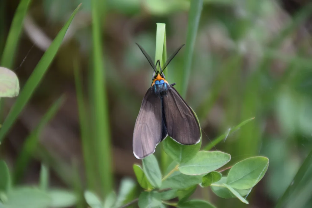 Happy National Moth Week! — Edmonton & Area Land Trust