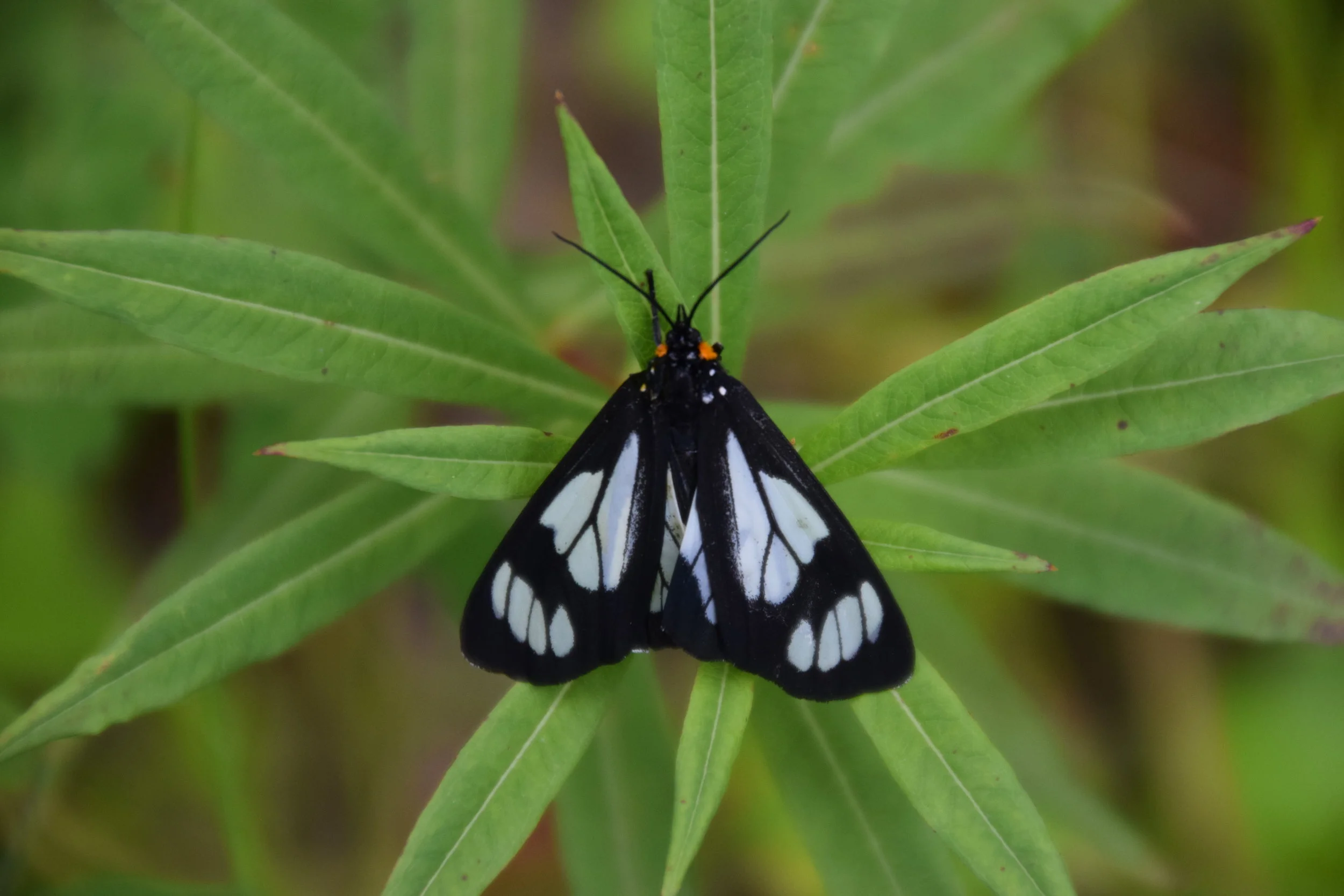 Happy National Moth Week! — Edmonton & Area Land Trust