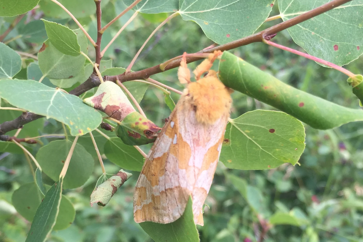 Happy National Moth Week! — Edmonton & Area Land Trust