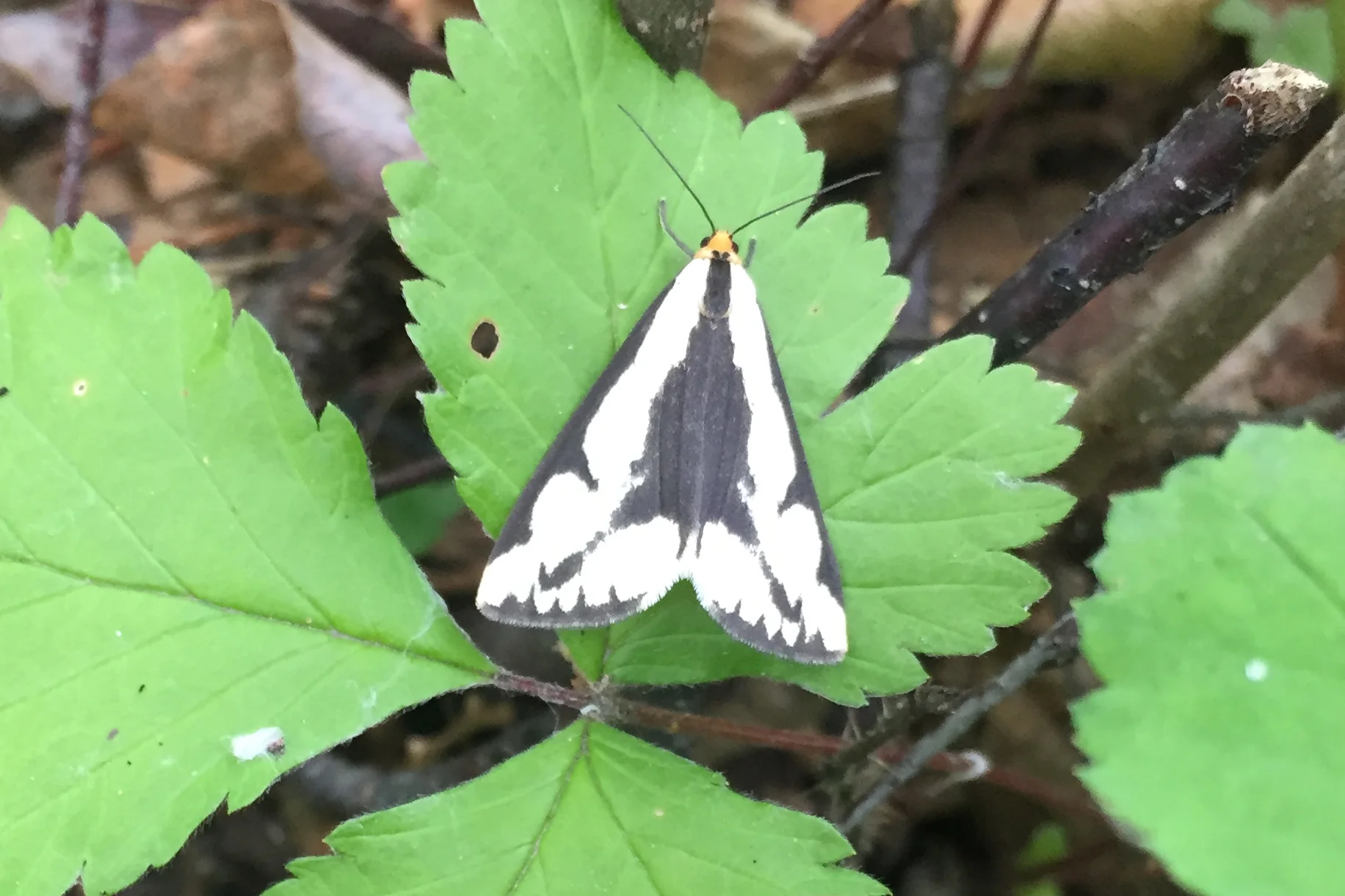 Happy National Moth Week! — Edmonton & Area Land Trust