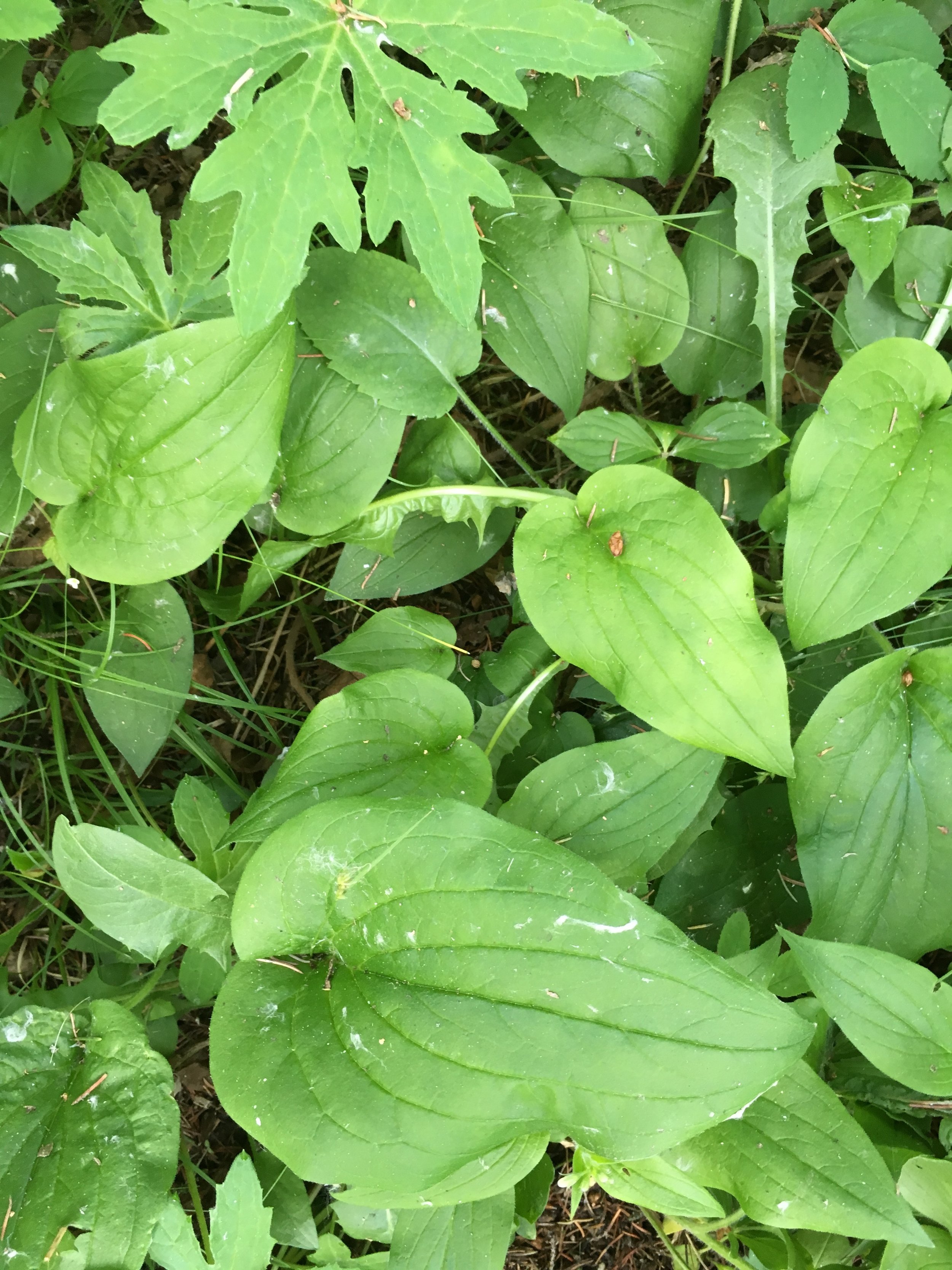 Plant Scavenger Hunt — Edmonton & Area Land Trust