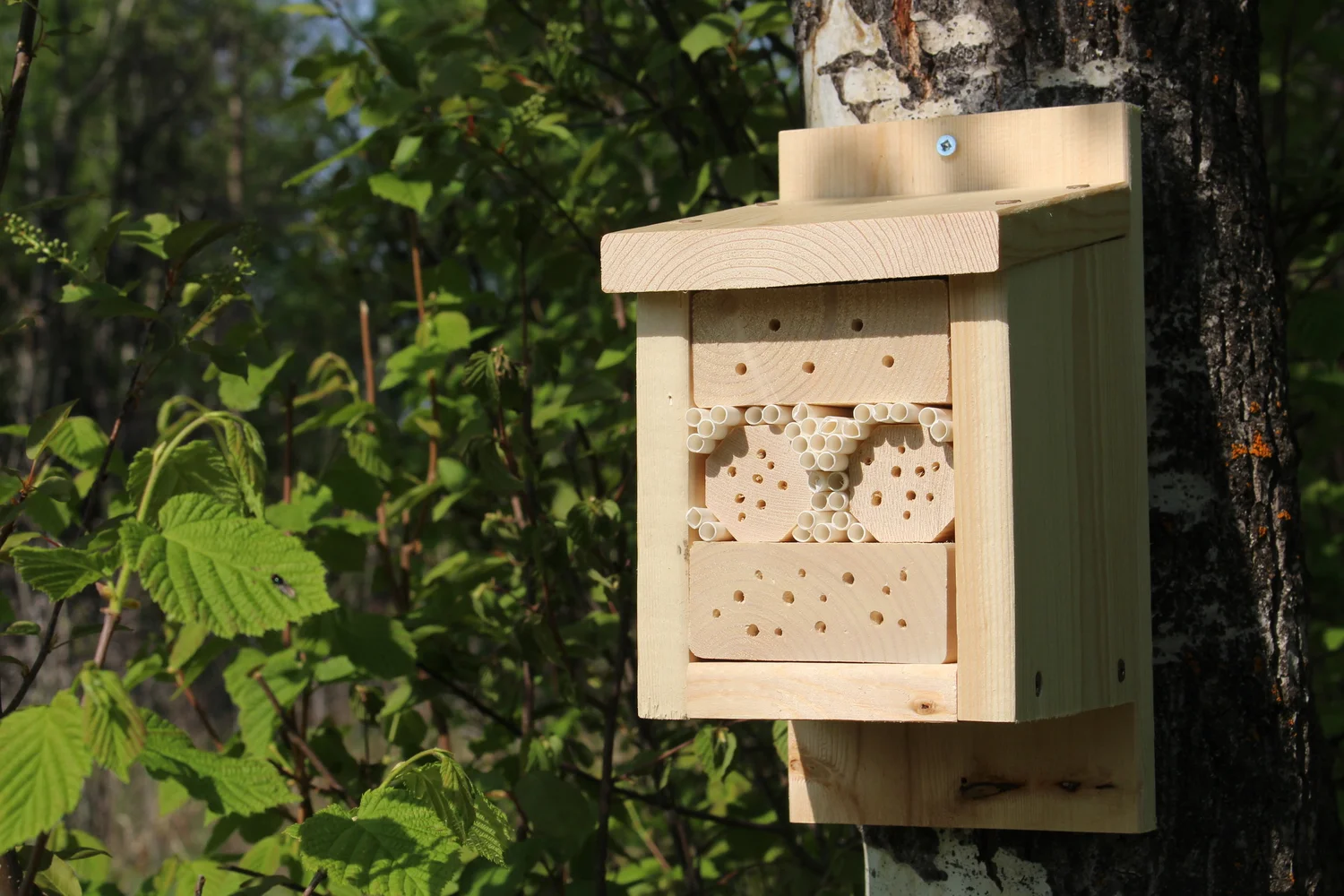 Natural Areas are Important for Pollinators — Edmonton & Area Land Trust