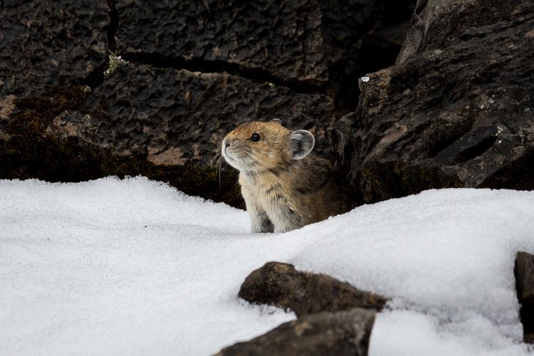 Fun Facts: Alberta’s Adorable Animals — Edmonton & Area Land Trust