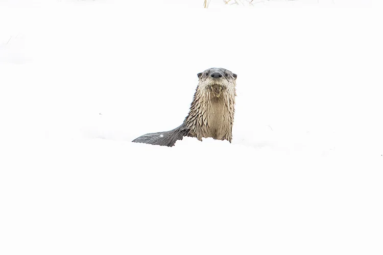 Fun Facts: Alberta’s Adorable Animals — Edmonton & Area Land Trust