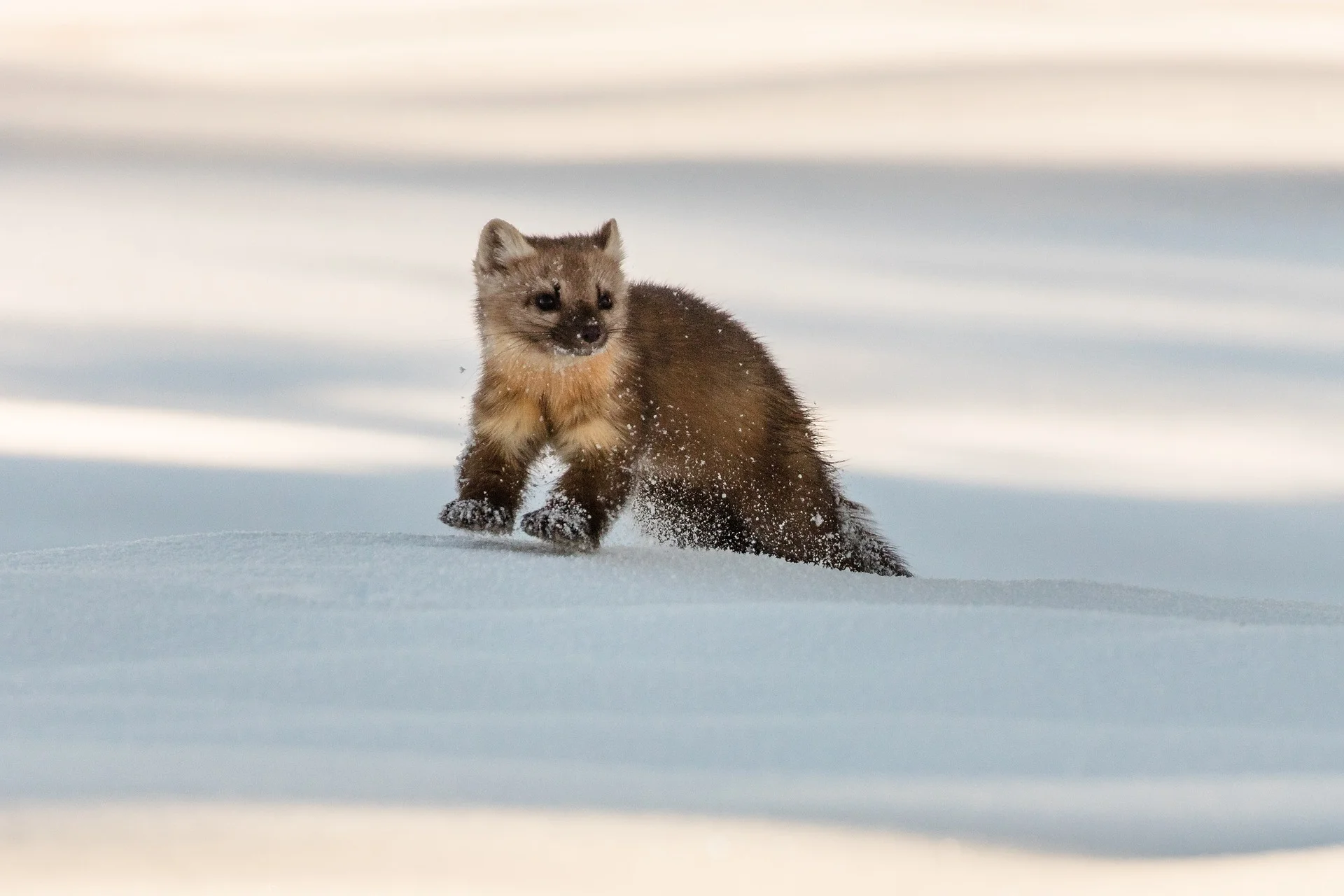 Fun Facts: Alberta’s Adorable Animals — Edmonton & Area Land Trust