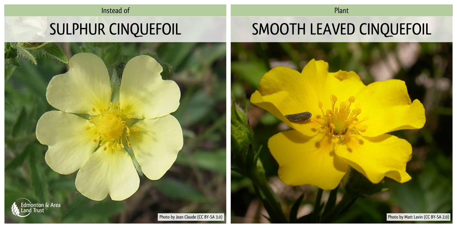 Plant This, Not That 2.0! — Edmonton & Area Land Trust