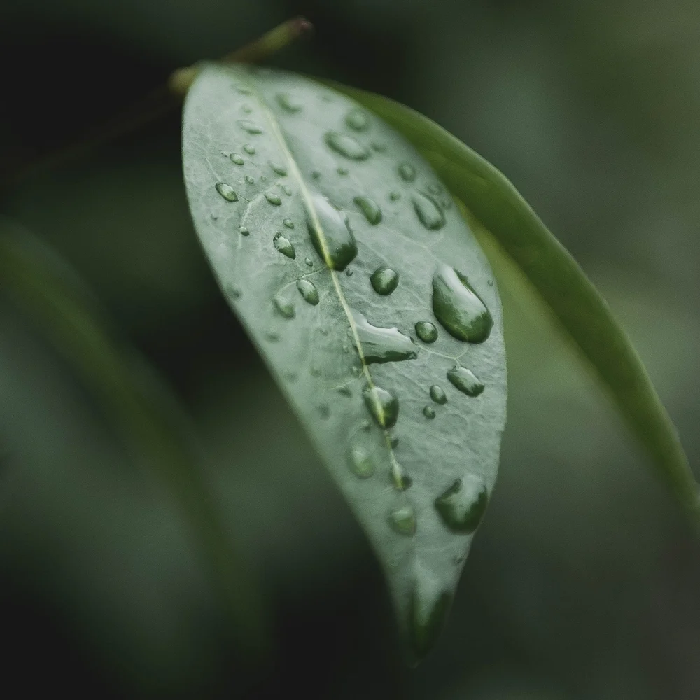 How Does a Leaf Breathe? — Edmonton & Area Land Trust