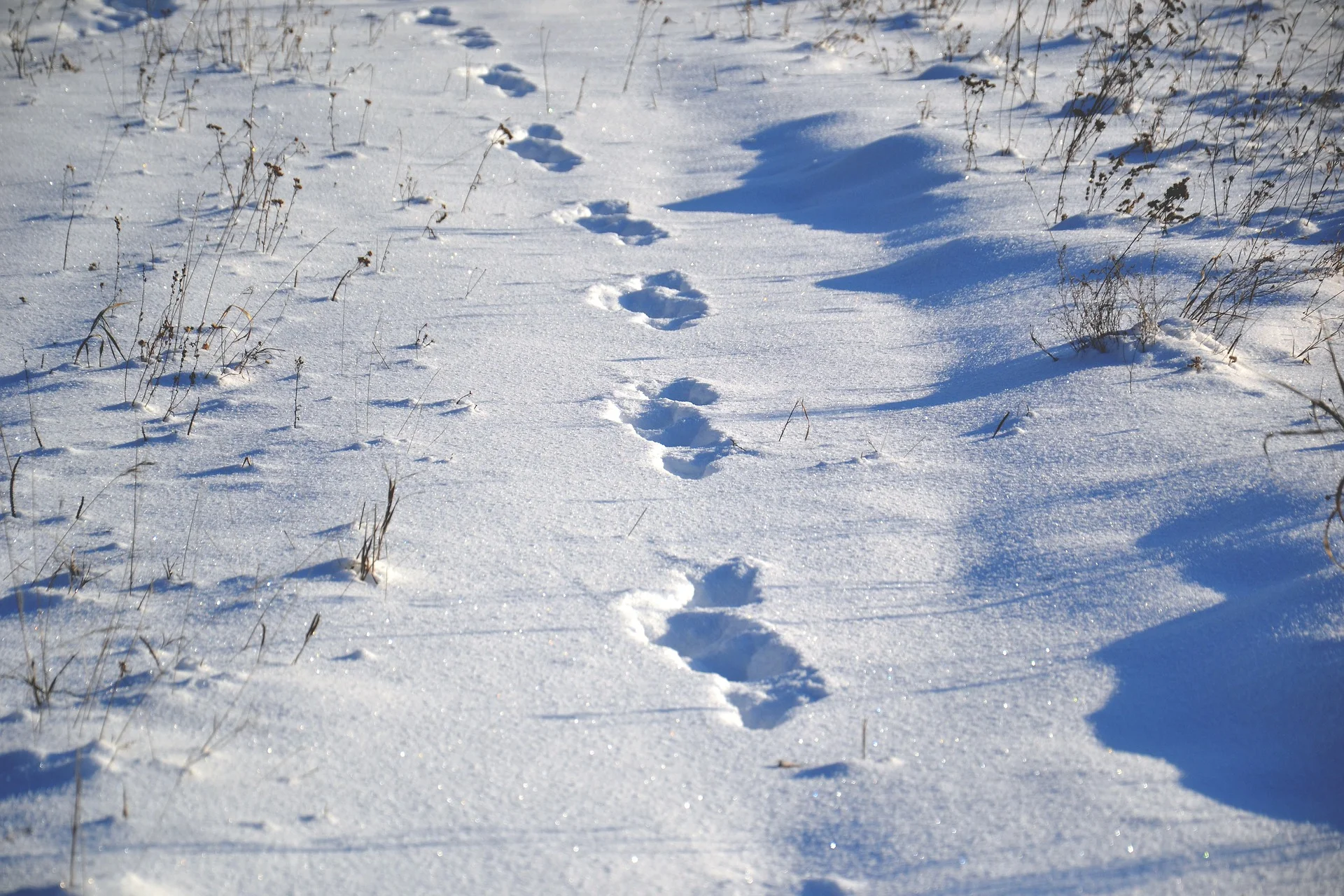 Animal Tracks Matching Game — Edmonton & Area Land Trust