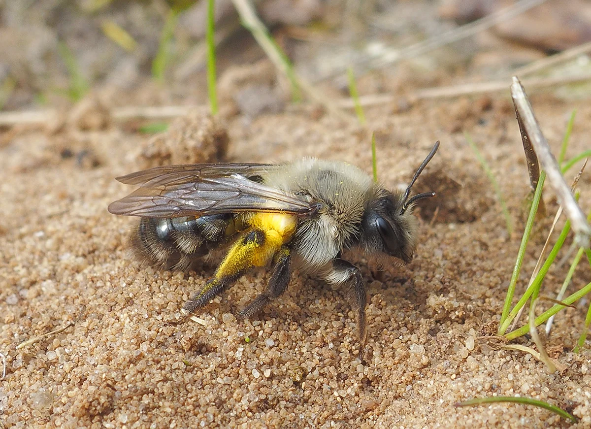 All About Solitary Bees — Edmonton & Area Land Trust