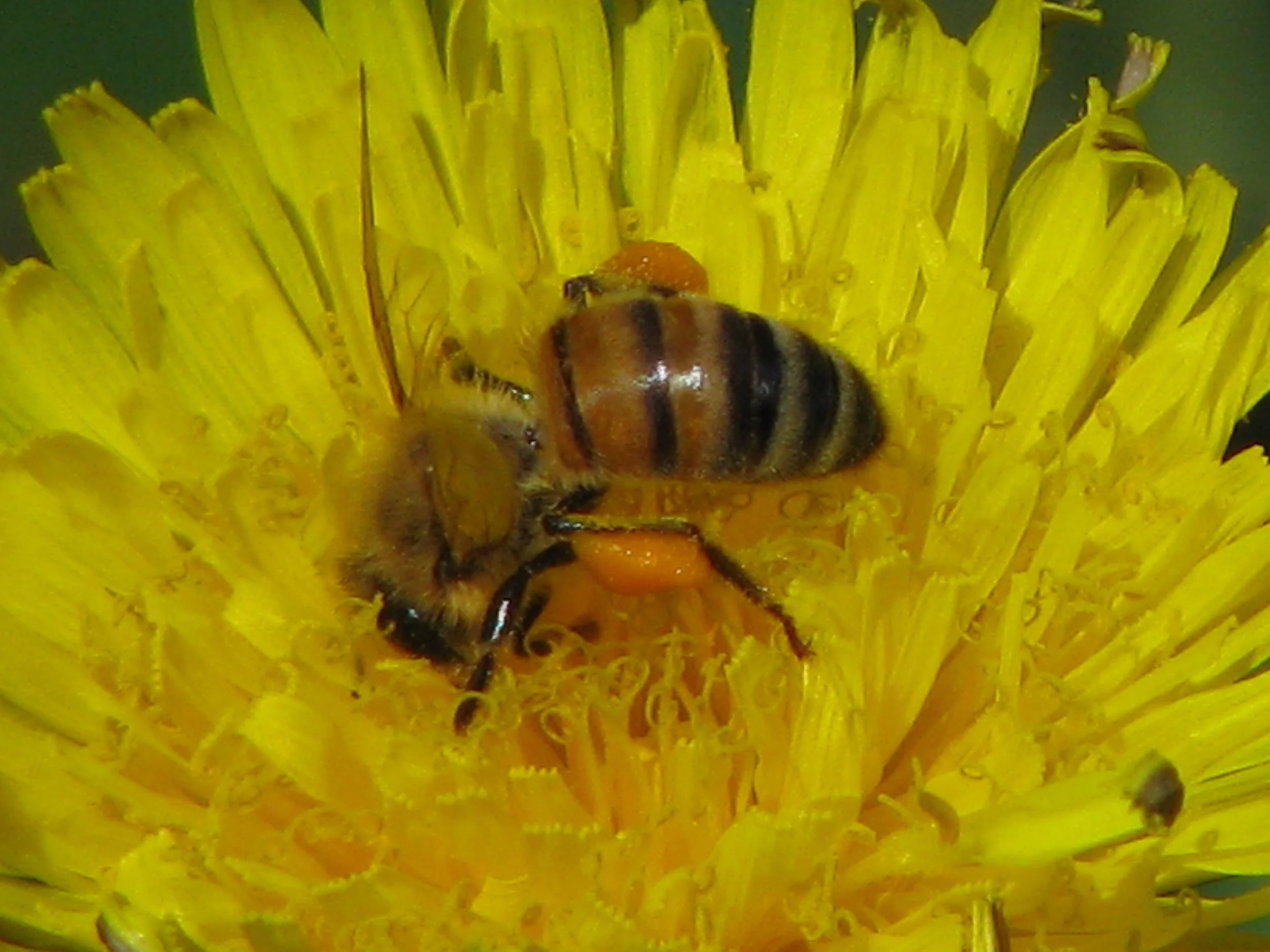 Bees and Cheese - Bee Hotel Workshop at Larch Sanctuary — Edmonton ...